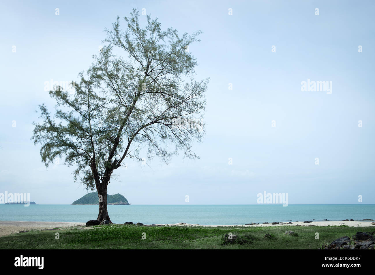 Tree by the sea background with copy space to write Stock Photo - Alamy