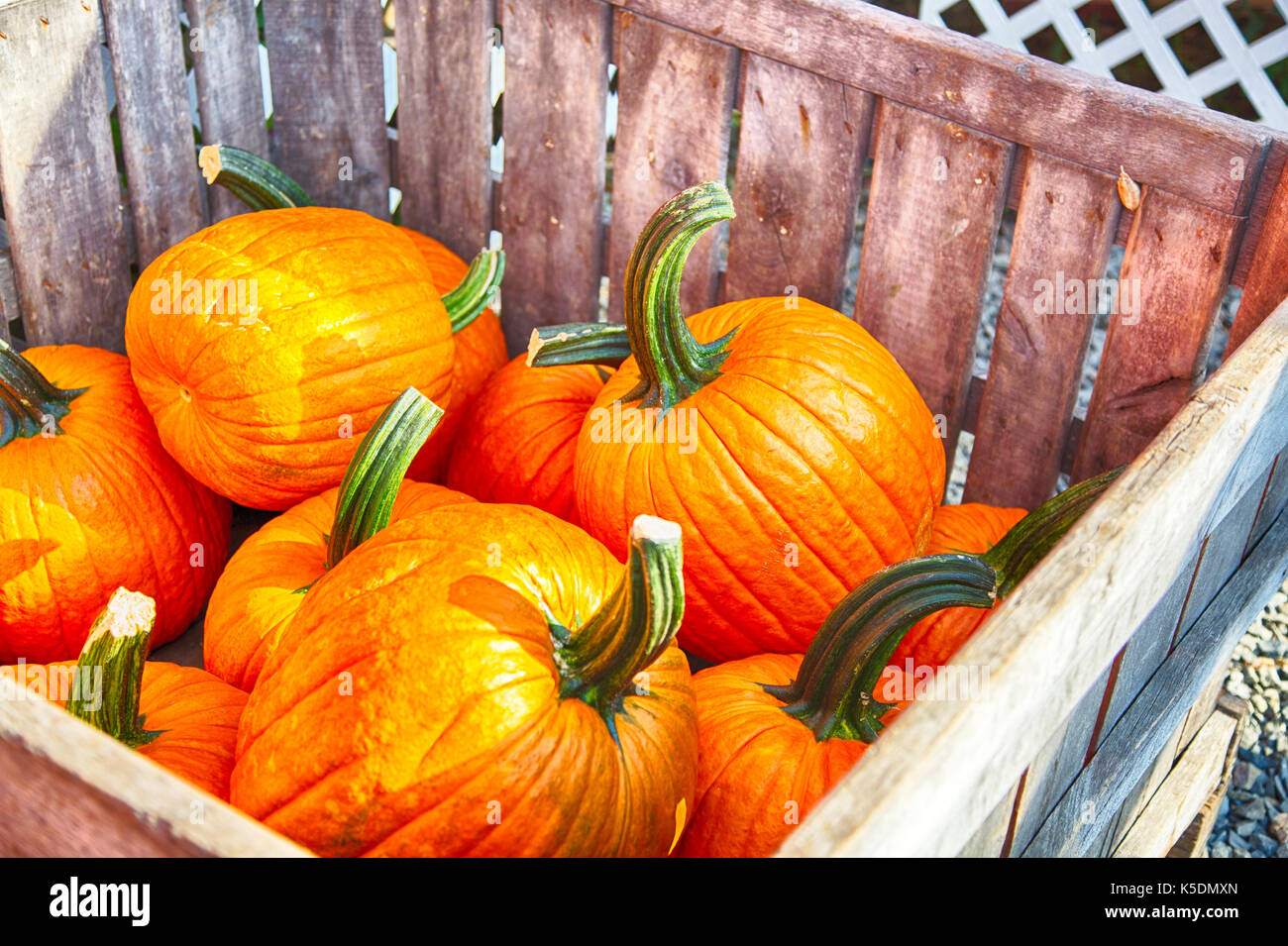 A crate of pumpkins at a pumpkin patch in New Jersey Stock Photo - Alamy