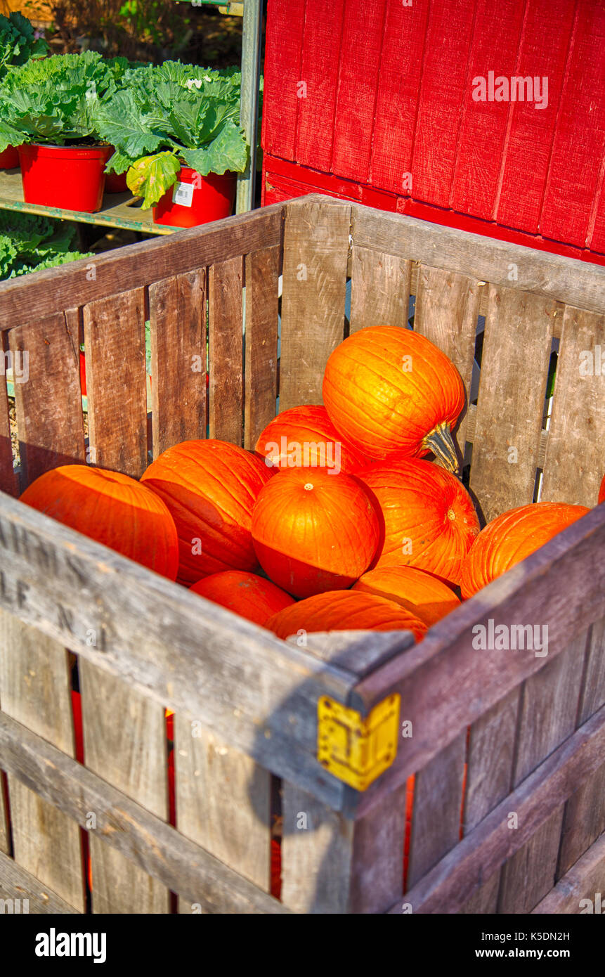 A crate of pumpkins at a pumpkin patch in New Jersey Stock Photo - Alamy