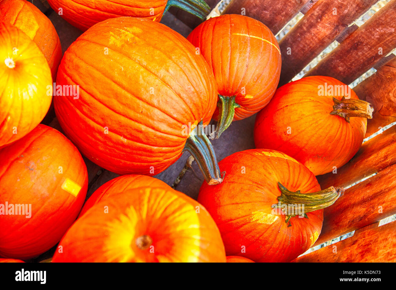 A crate of pumpkins at a pumpkin patch in New Jersey Stock Photo - Alamy