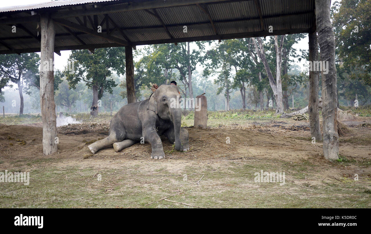 baby elephant mother lying on the ground in chitwan national park Stock ...