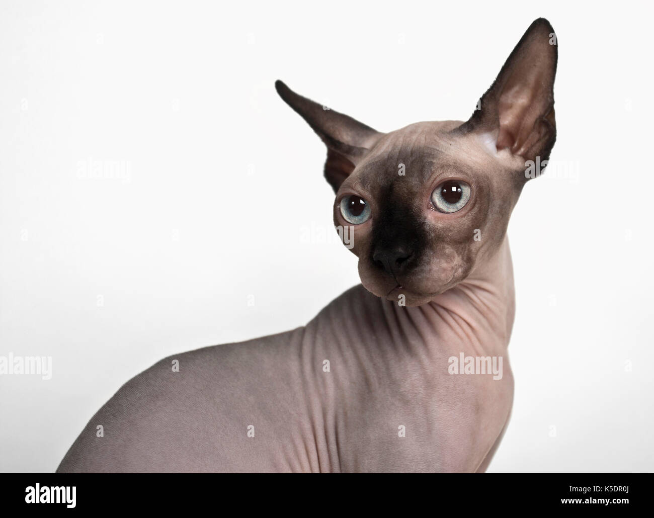 Studio shot cat hi-res stock photography and images - Alamy
