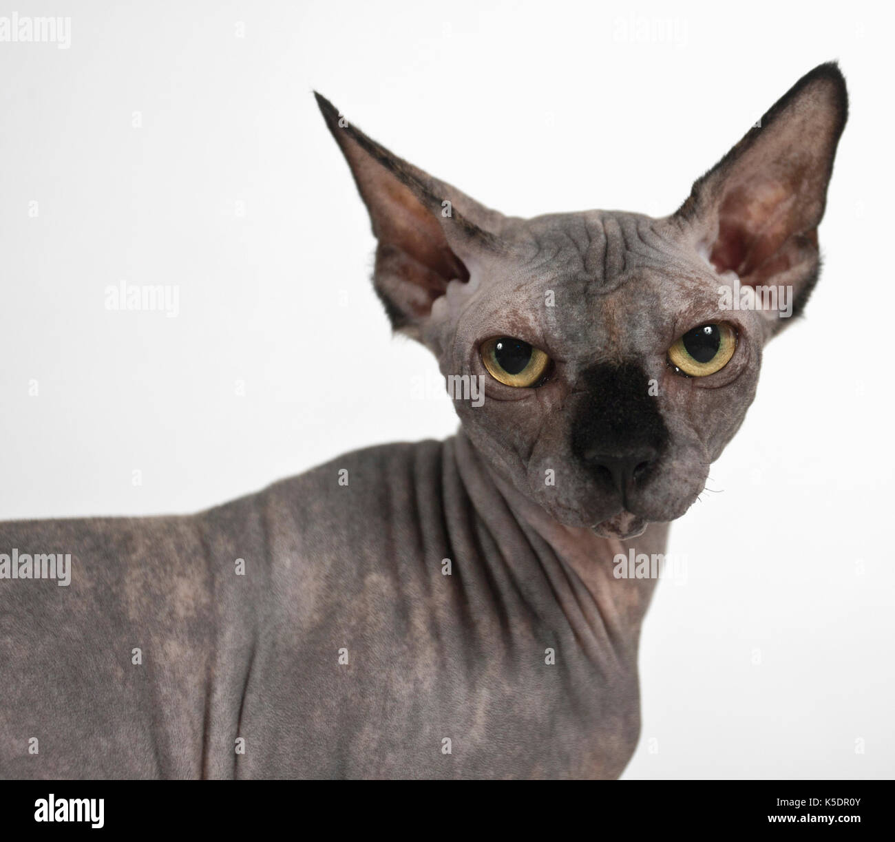 Studio shot cat hi-res stock photography and images - Alamy