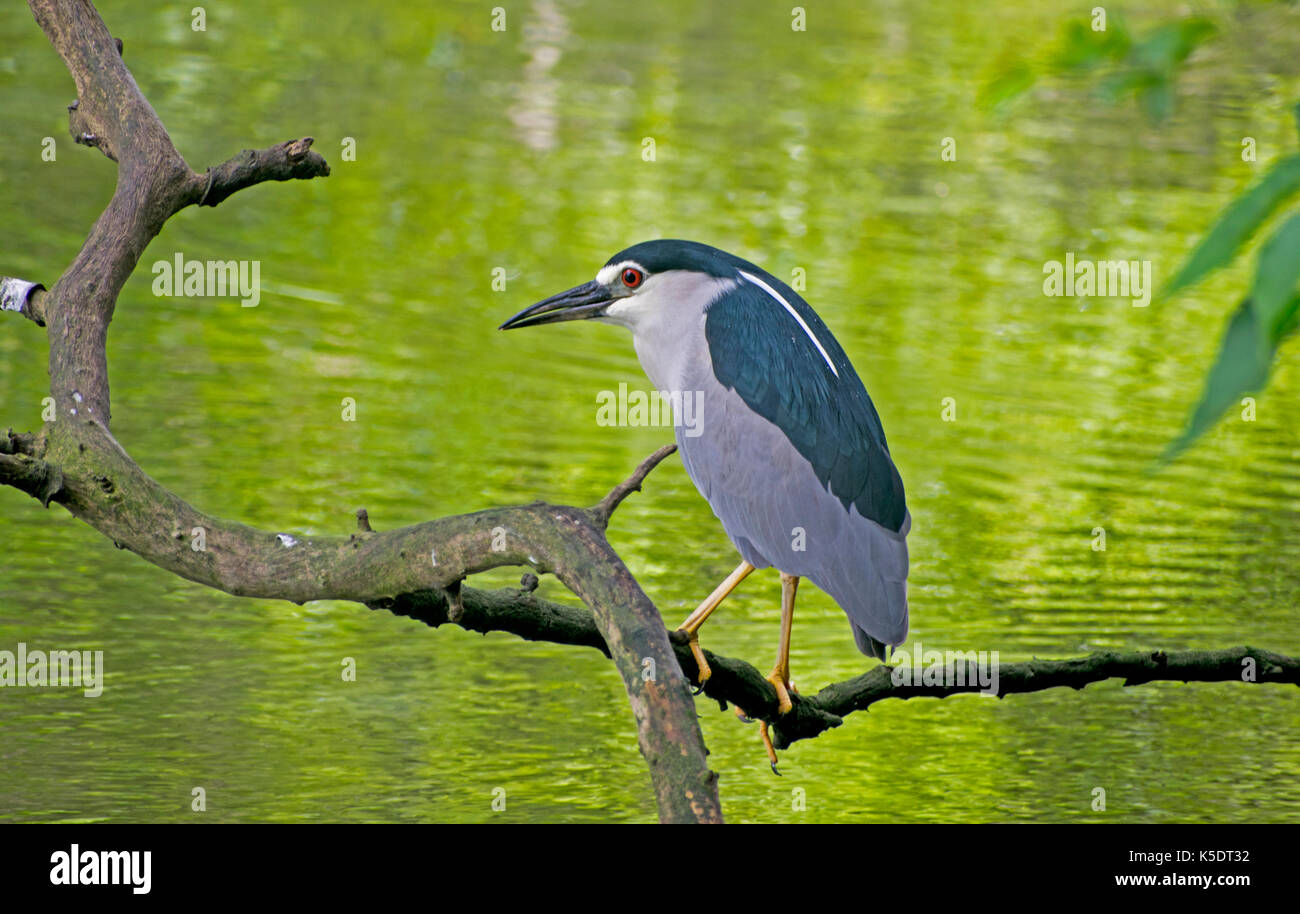 White stork hunting fish hi-res stock photography and images - Alamy