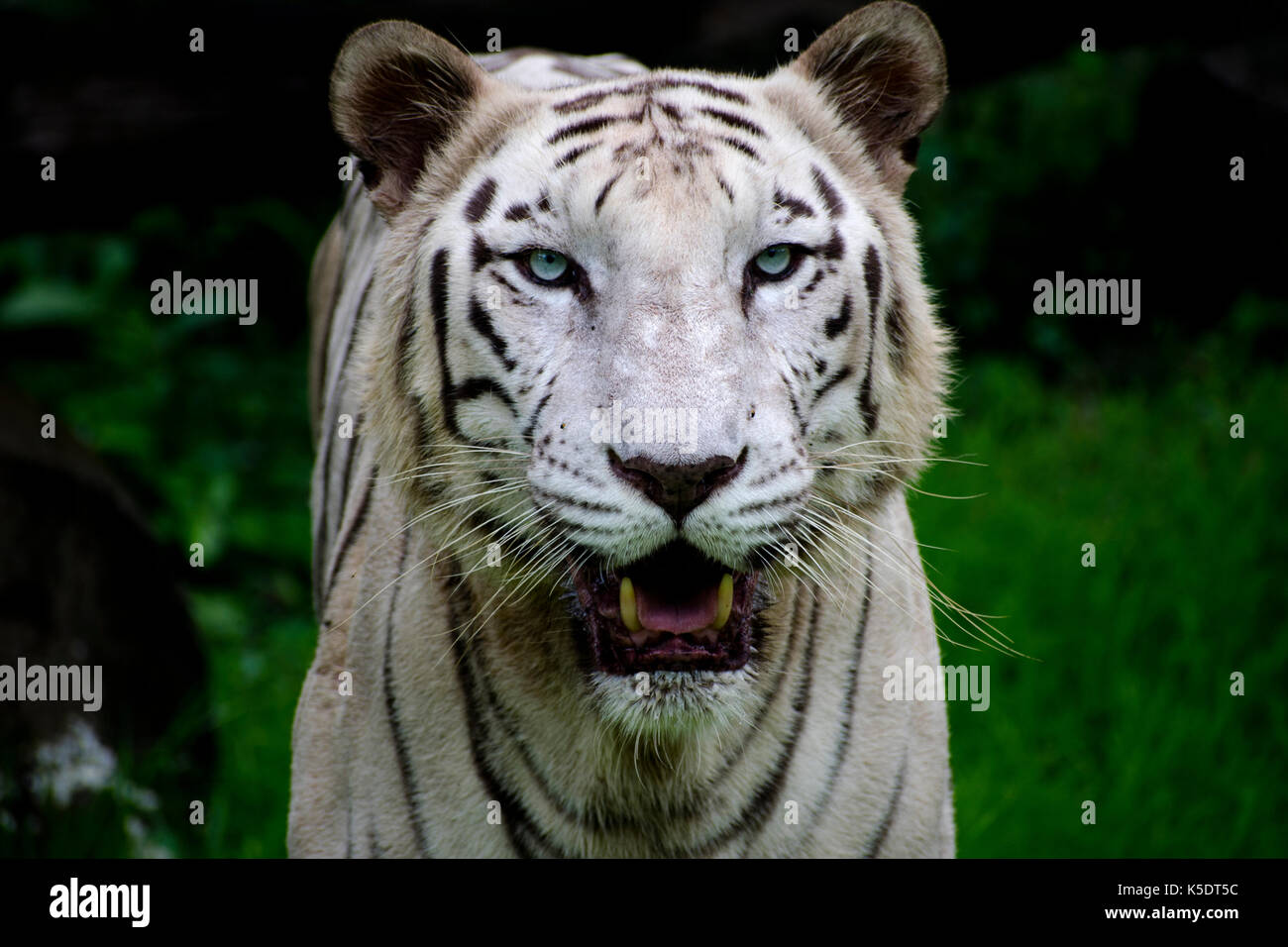 rare white bengal tiger looking majestic close up view Stock Photo - Alamy