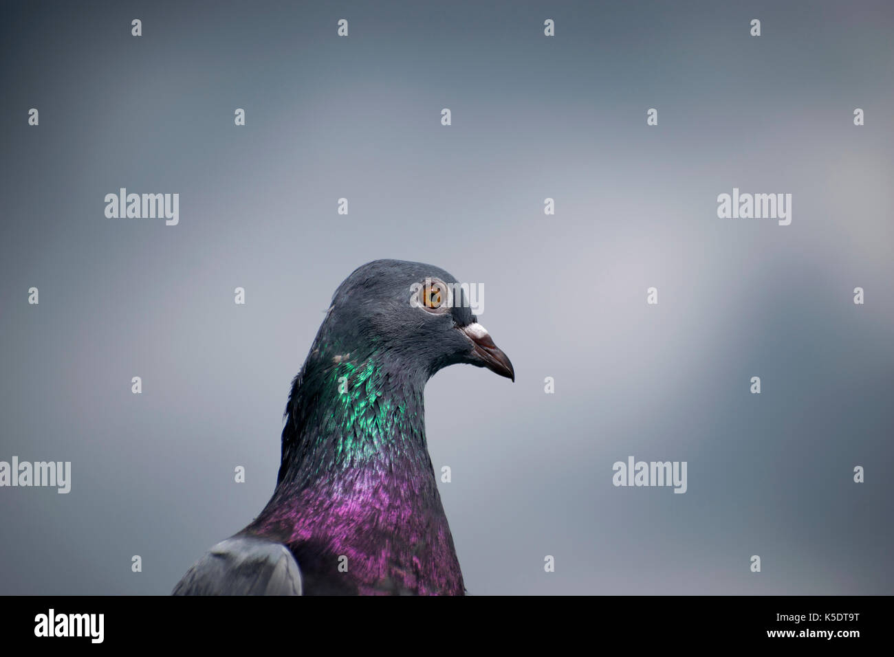 blue bar racer pigeon close up look eyes and neck Stock Photo - Alamy