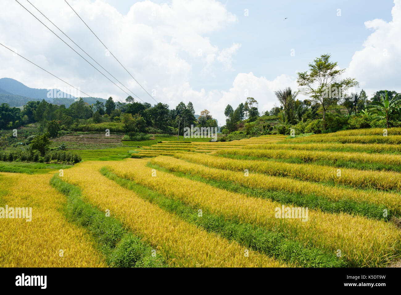 Harvest rice field hi-res stock photography and images - Alamy