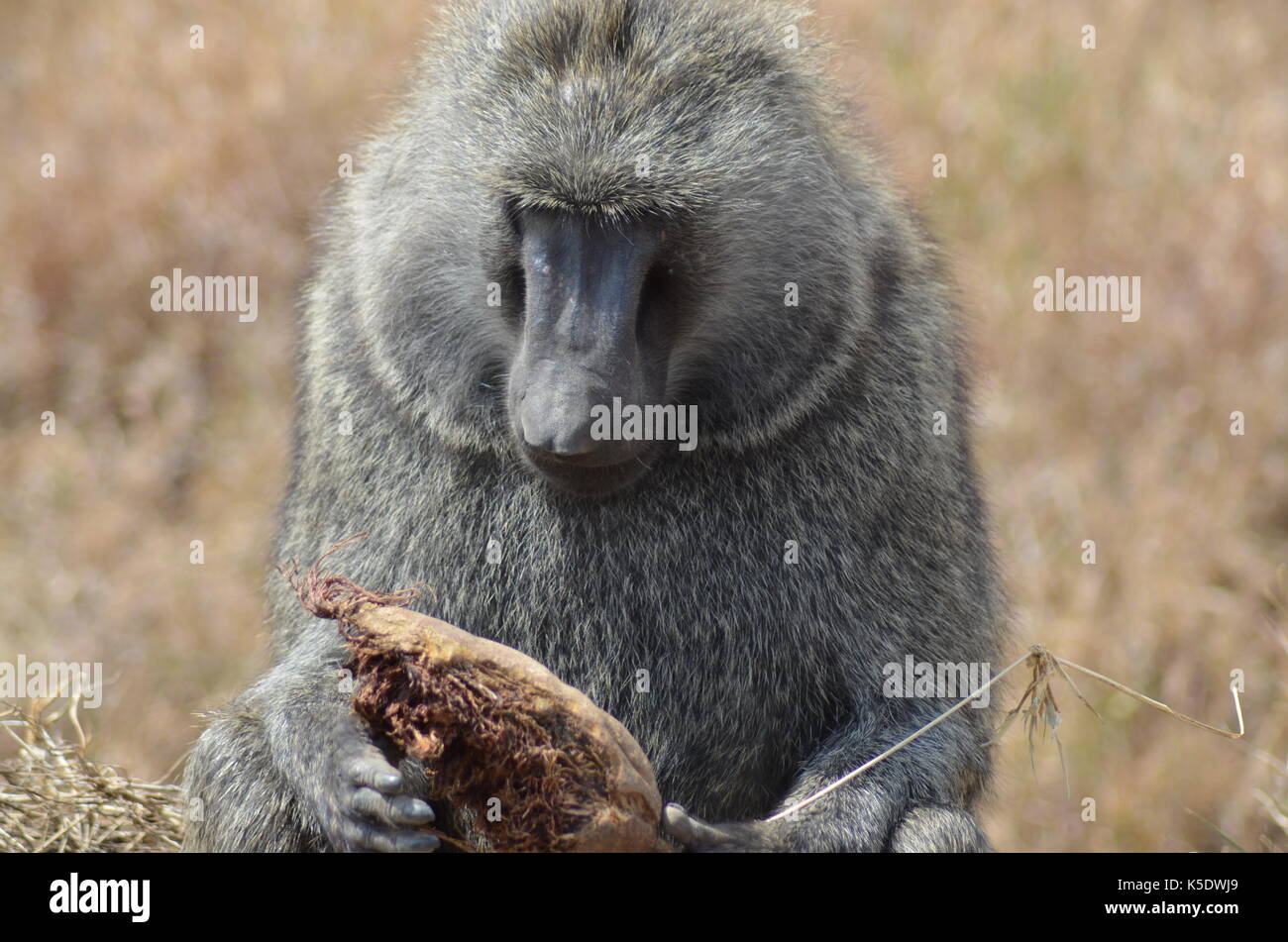 Africanwildlife hi-res stock photography and images - Alamy