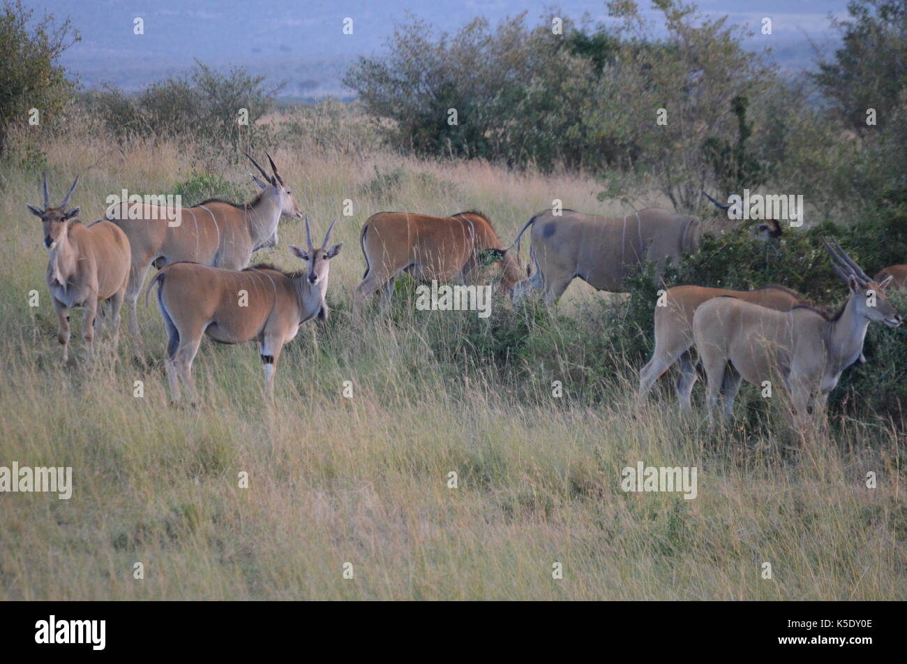Onsafari hi-res stock photography and images - Alamy