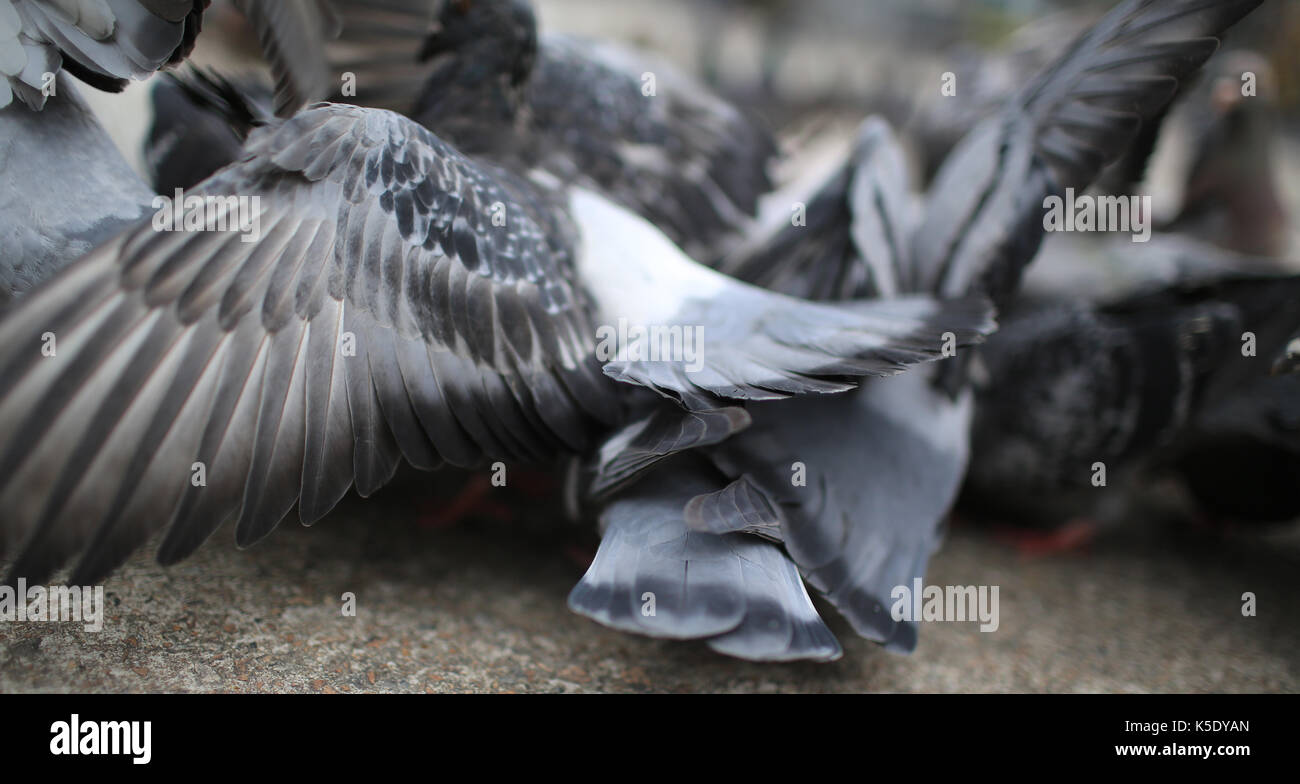pigeon wings fight Stock Photo - Alamy
