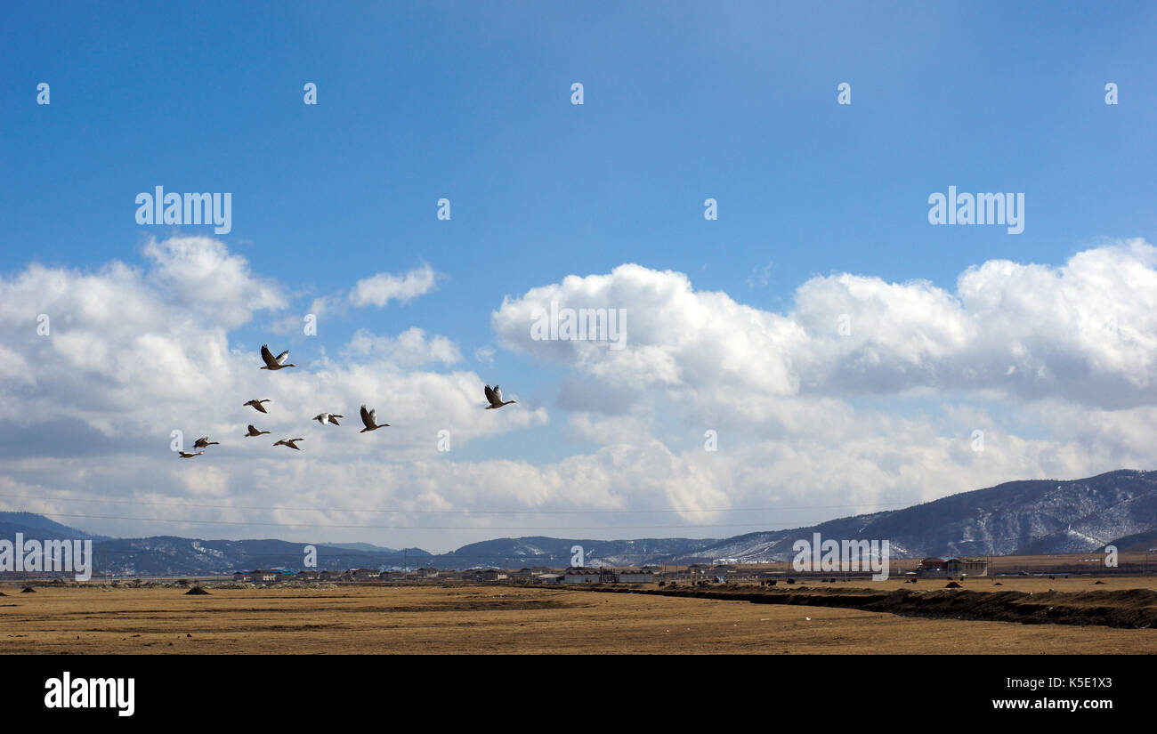 flying bird in the sky and clouds wit the land horizontally Stock Photo ...