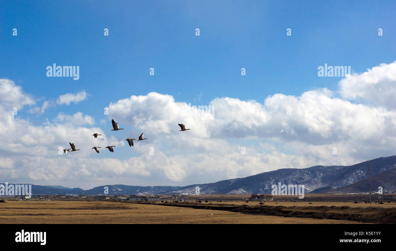 flying bird in the sky and clouds wit the land horizontally Stock Photo ...
