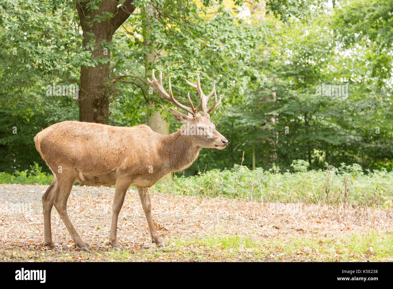 Red deer in typical british woodland Stock Photo - Alamy