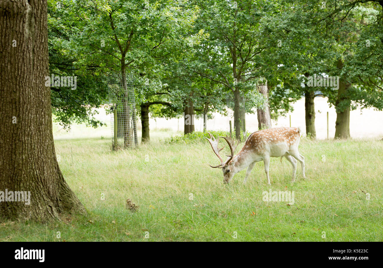 Fallow deer foraging for food in typical british woodland Stock Photo ...