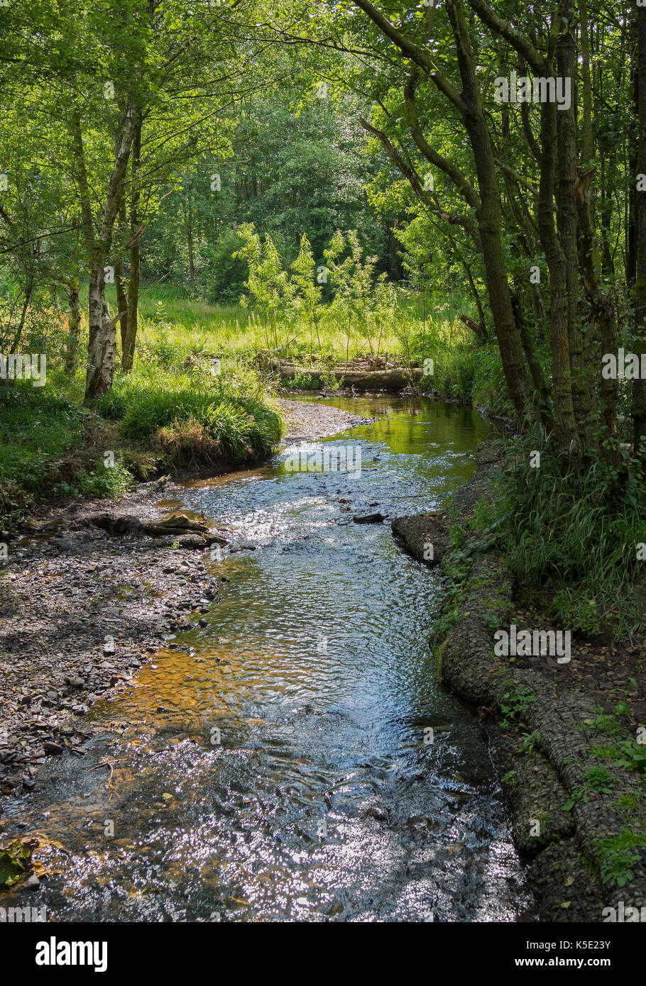 Small stream in typical British woodland Stock Photo - Alamy