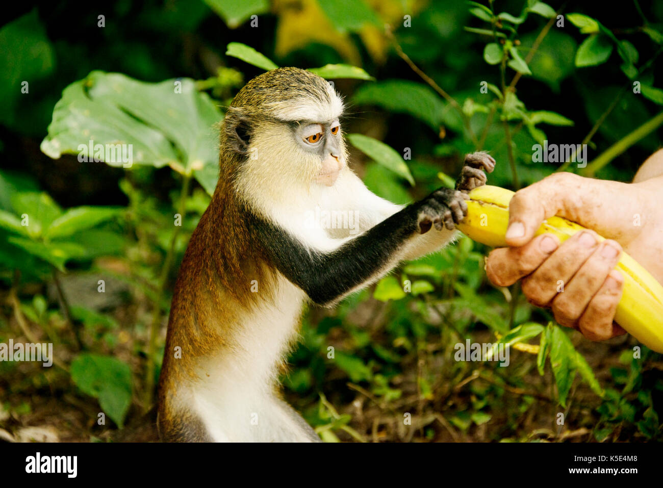 Man feeding monkey hi-res stock photography and images - Alamy