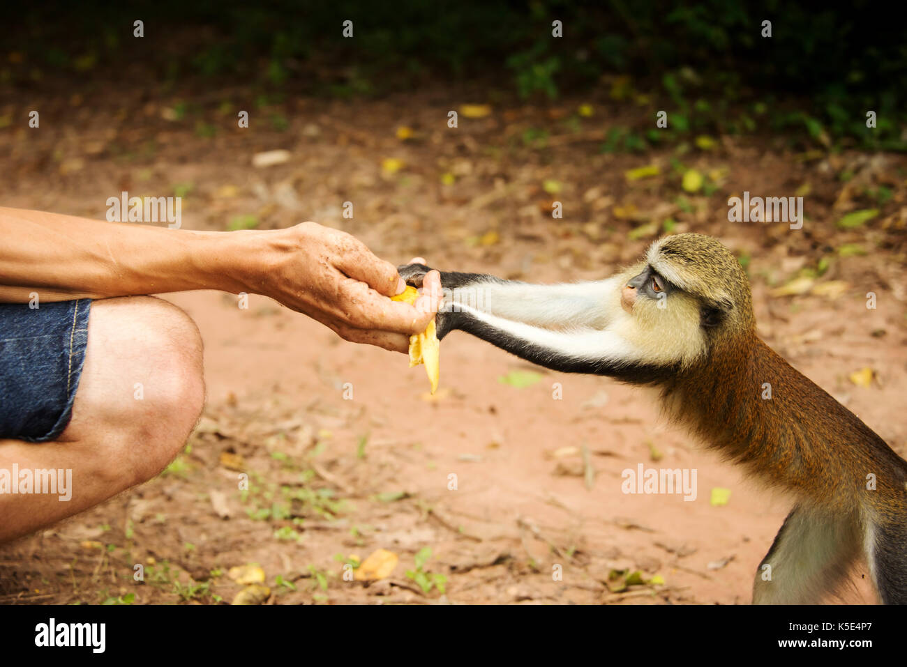 Feeding mona monkey Stock Photo - Alamy