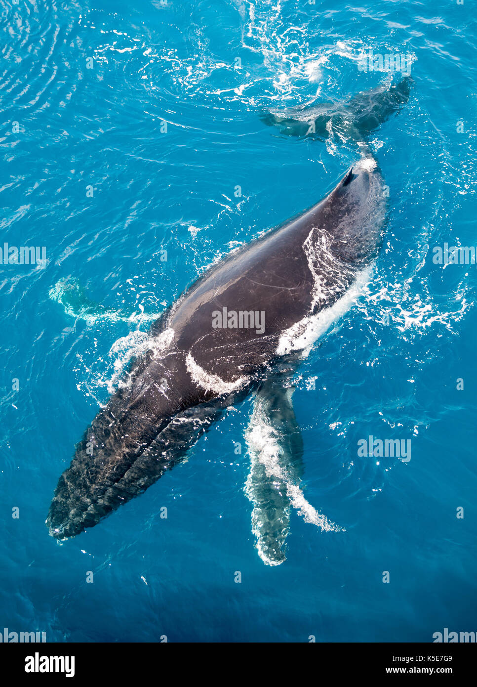 Humpback Whale, Kimberley coast, Australia Stock Photo - Alamy
