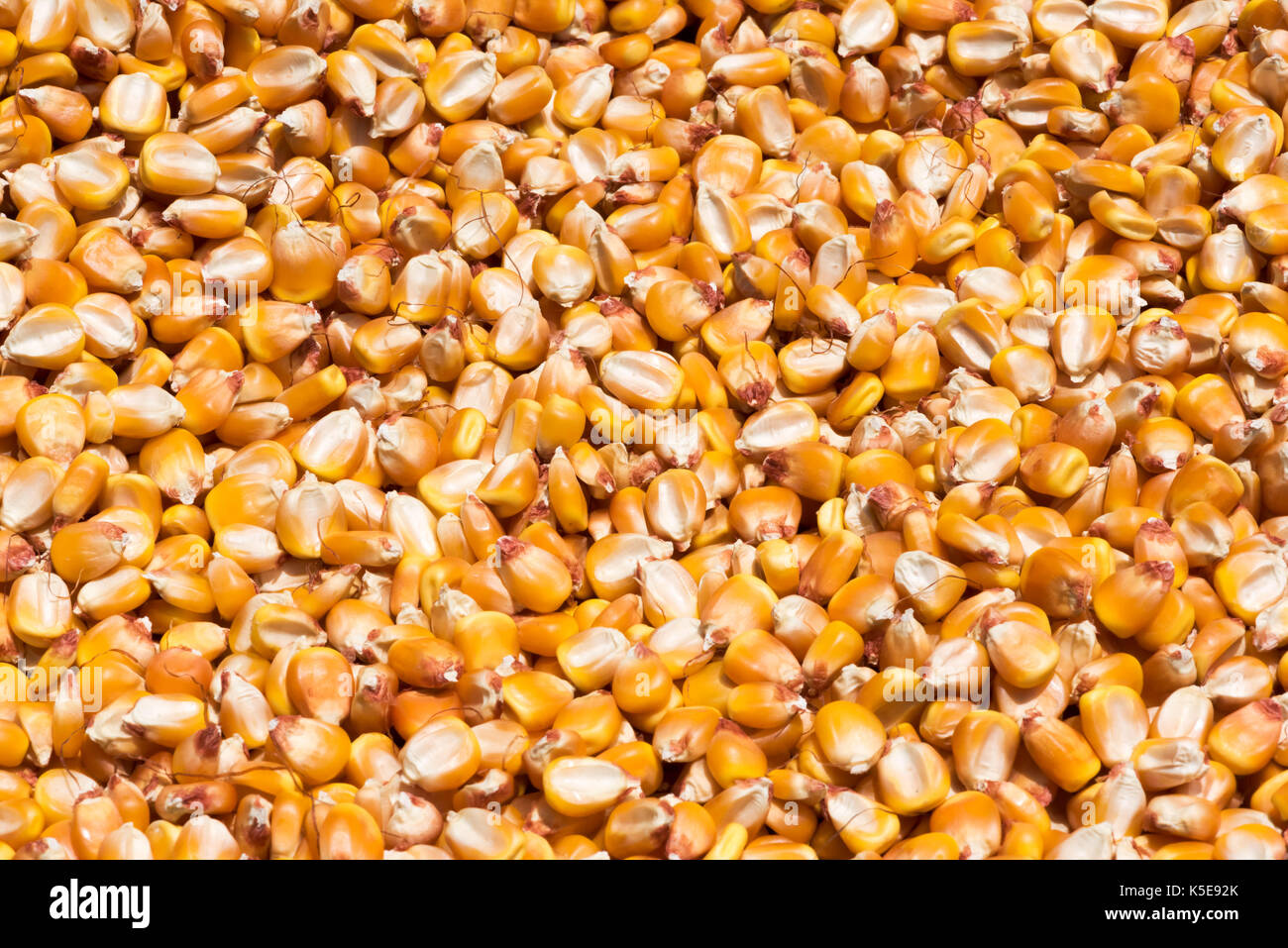 Corn sun drying hi-res stock photography and images - Alamy