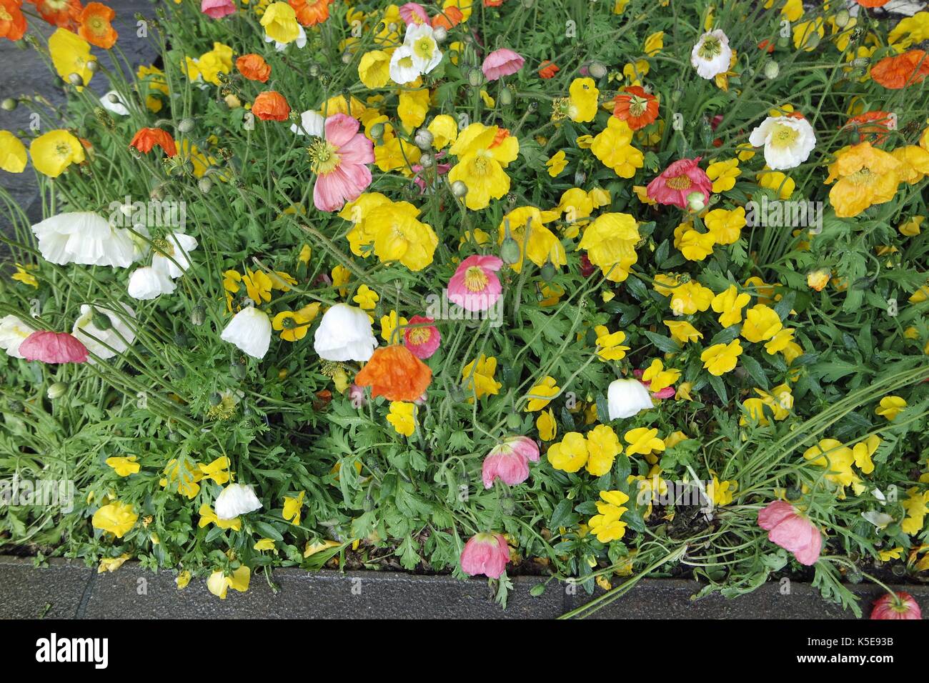 colorful flowers from trentino in the italian alps Stock Photo - Alamy