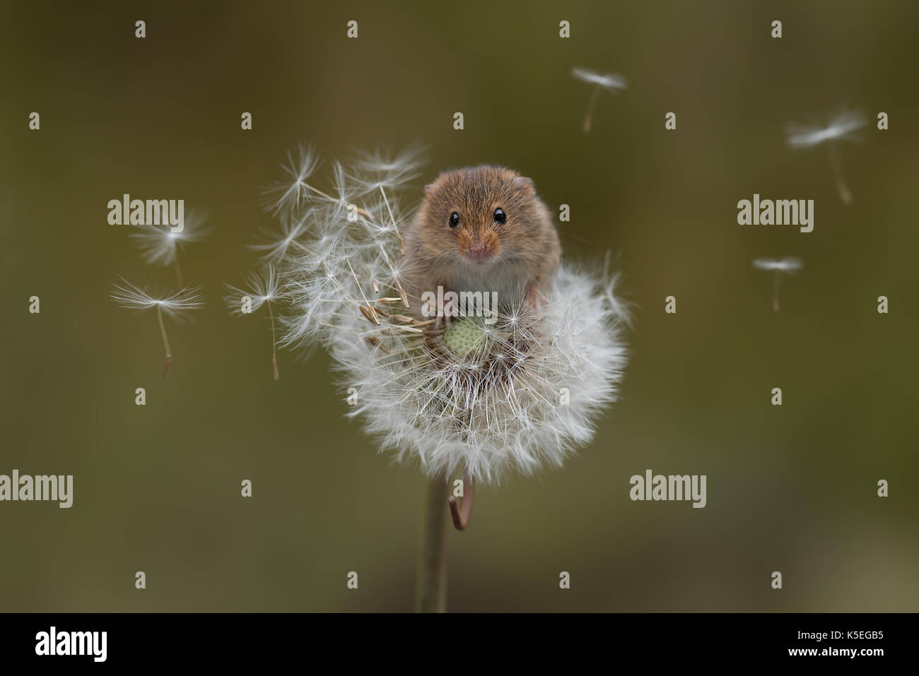 Field mouse dandelion hi-res stock photography and images - Alamy