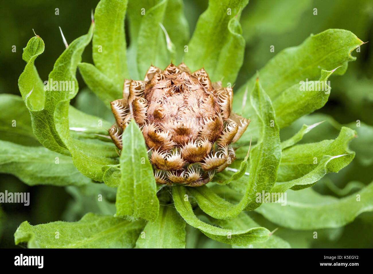 Centaurea macrocephala closeup hi-res stock photography and images - Alamy