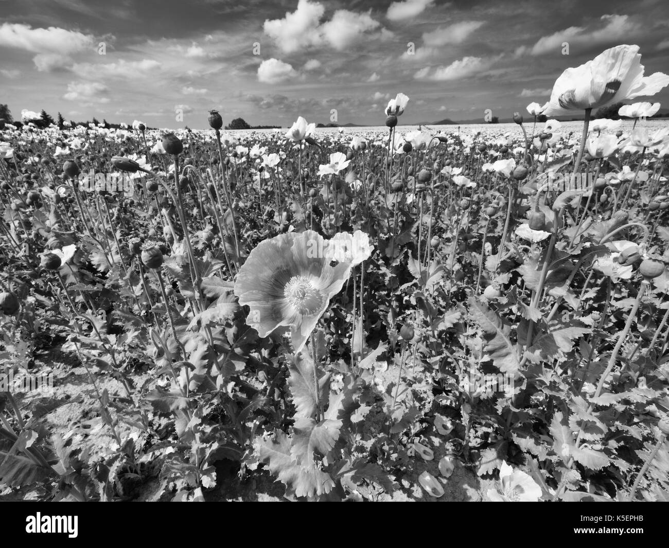 Wind poppy Black and White Stock Photos & Images - Alamy