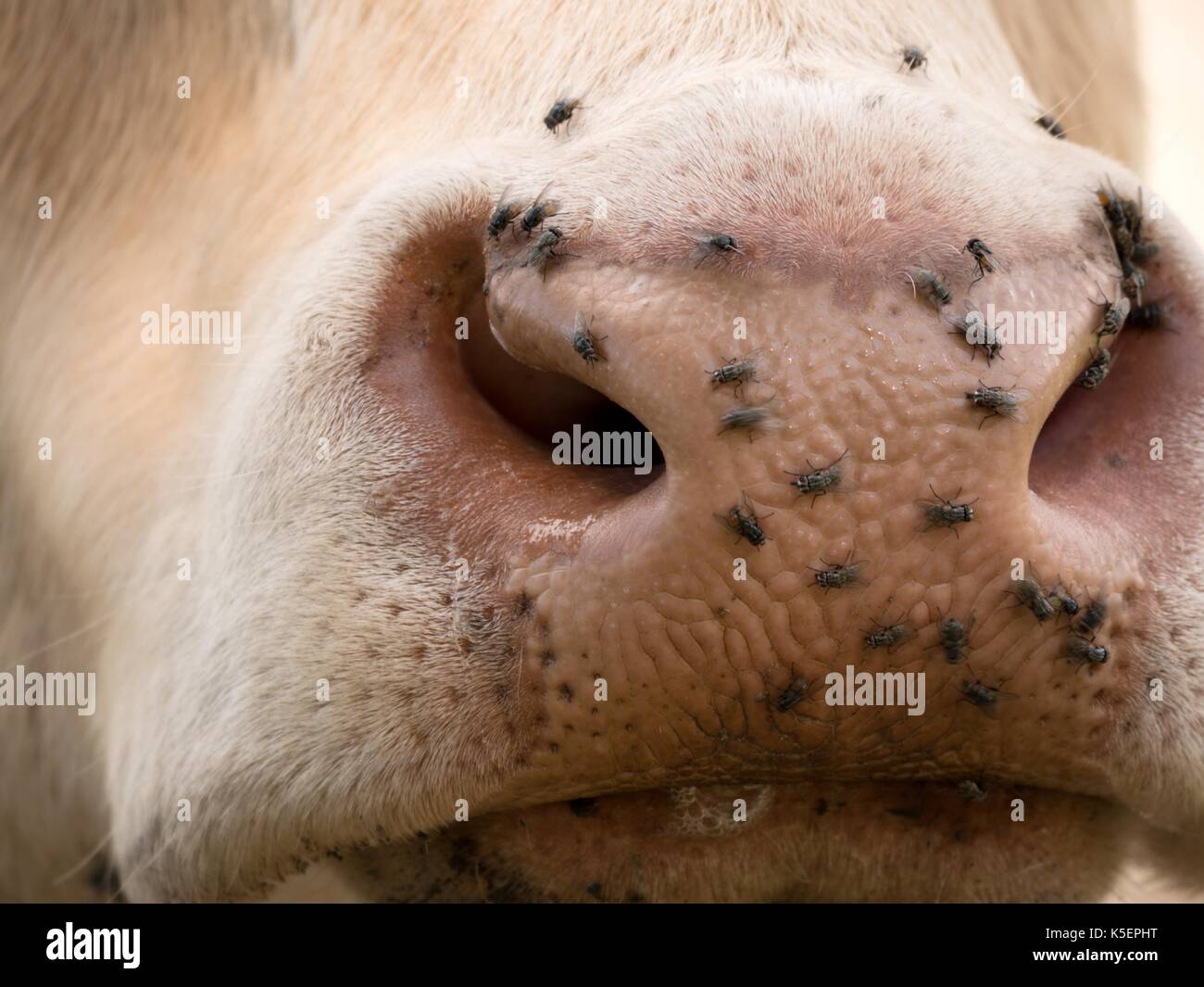 Detail of white cow muzzle. Annoying flies sit or run on the cow skin ...