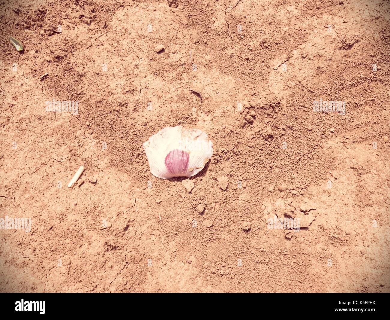 Ecology troubles. Some waterless places and dry flowers in the field ...