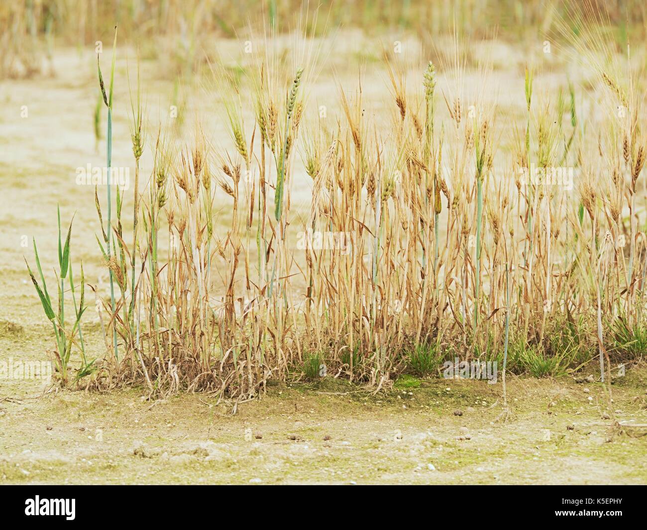 Poor wheat harvest. Dry cracked clay in corner of wheat field. Dusty ...