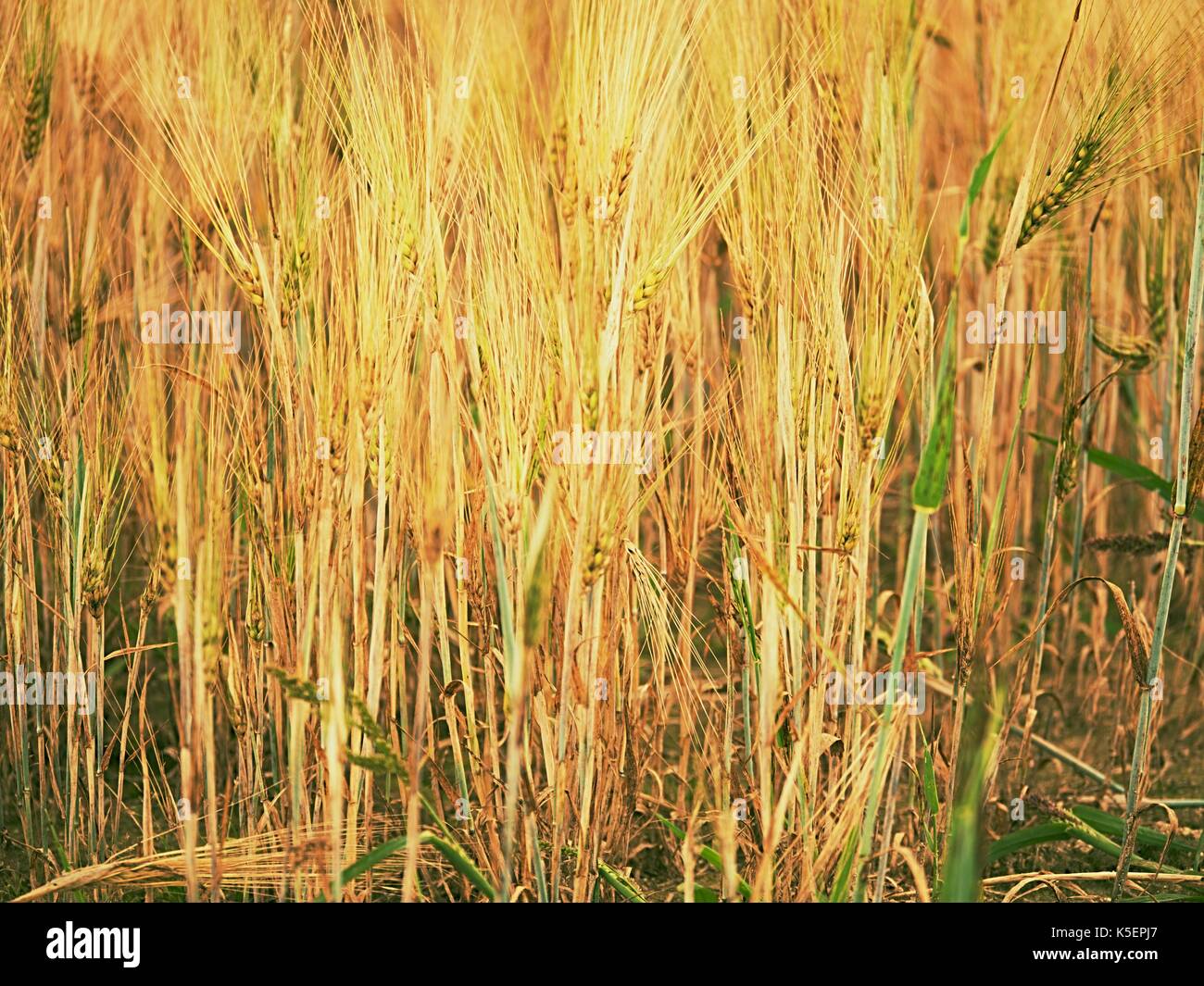 Poor wheat harvest. Dry cracked clay in corner of wheat field. Dusty ground with cracks and ...