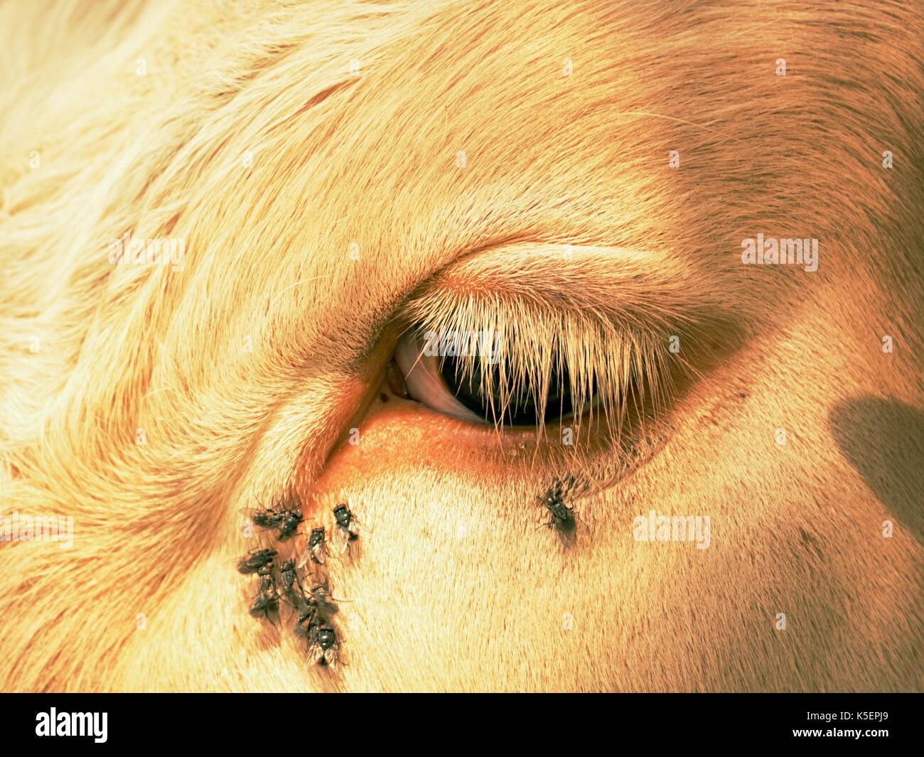 Detail of white cow eye with many annoying flies. Flies sit or run into ...