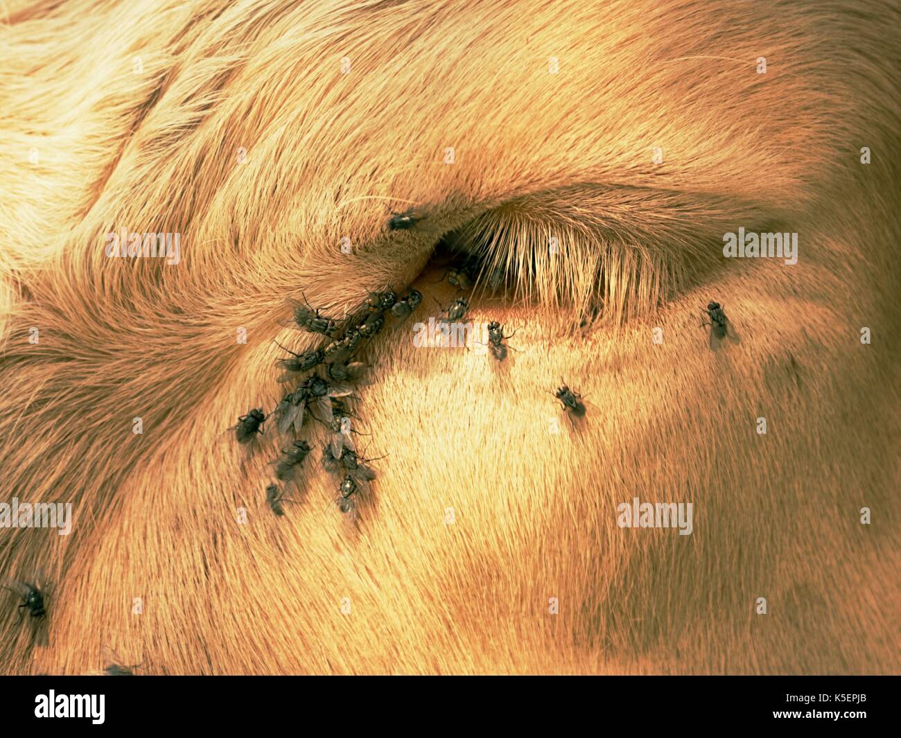 Detail of white cow eye with many annoying flies. Flies sit or run into ...