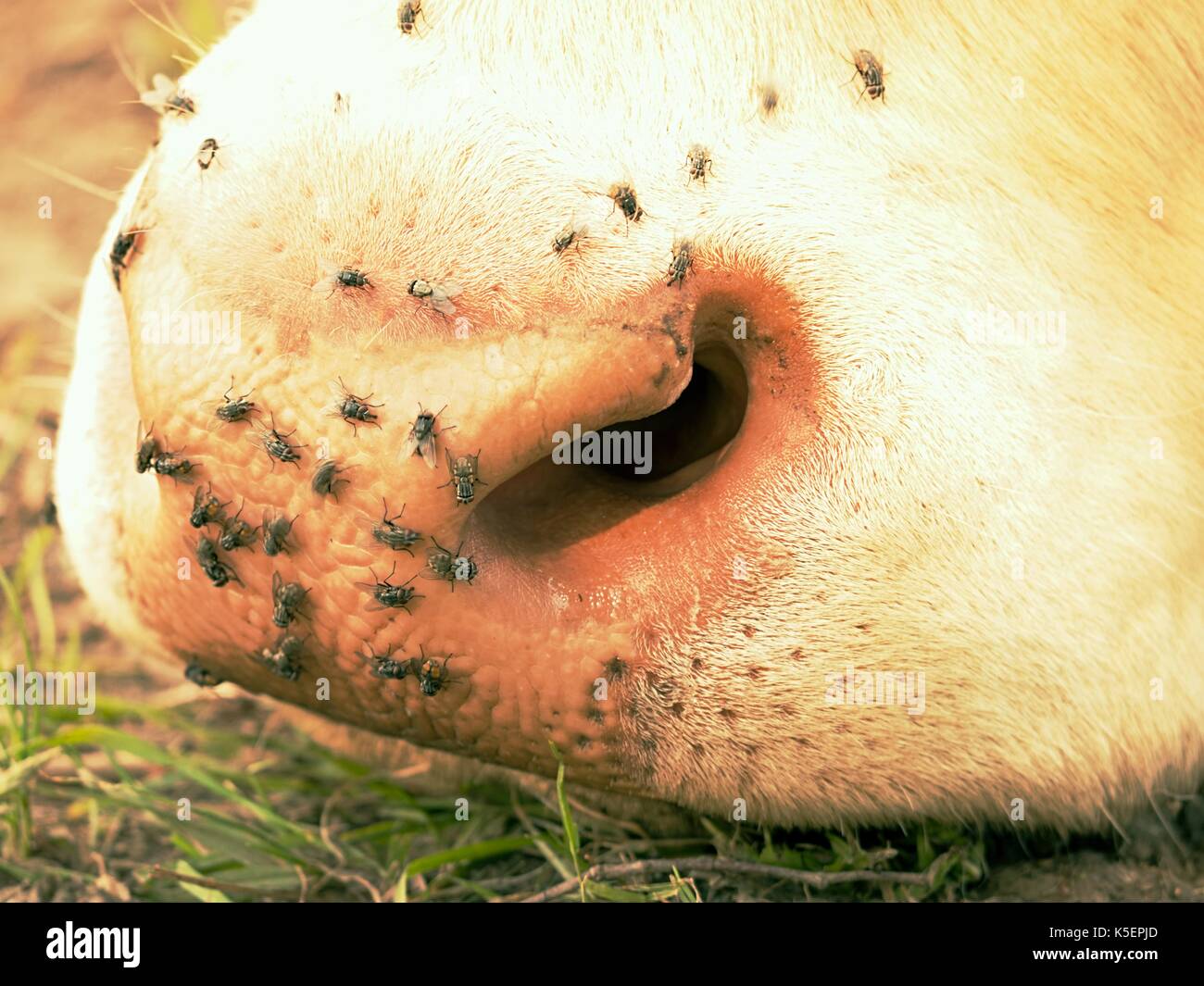 Detail of white cow muzzle. Annoying flies sit or run on the cow skin ...