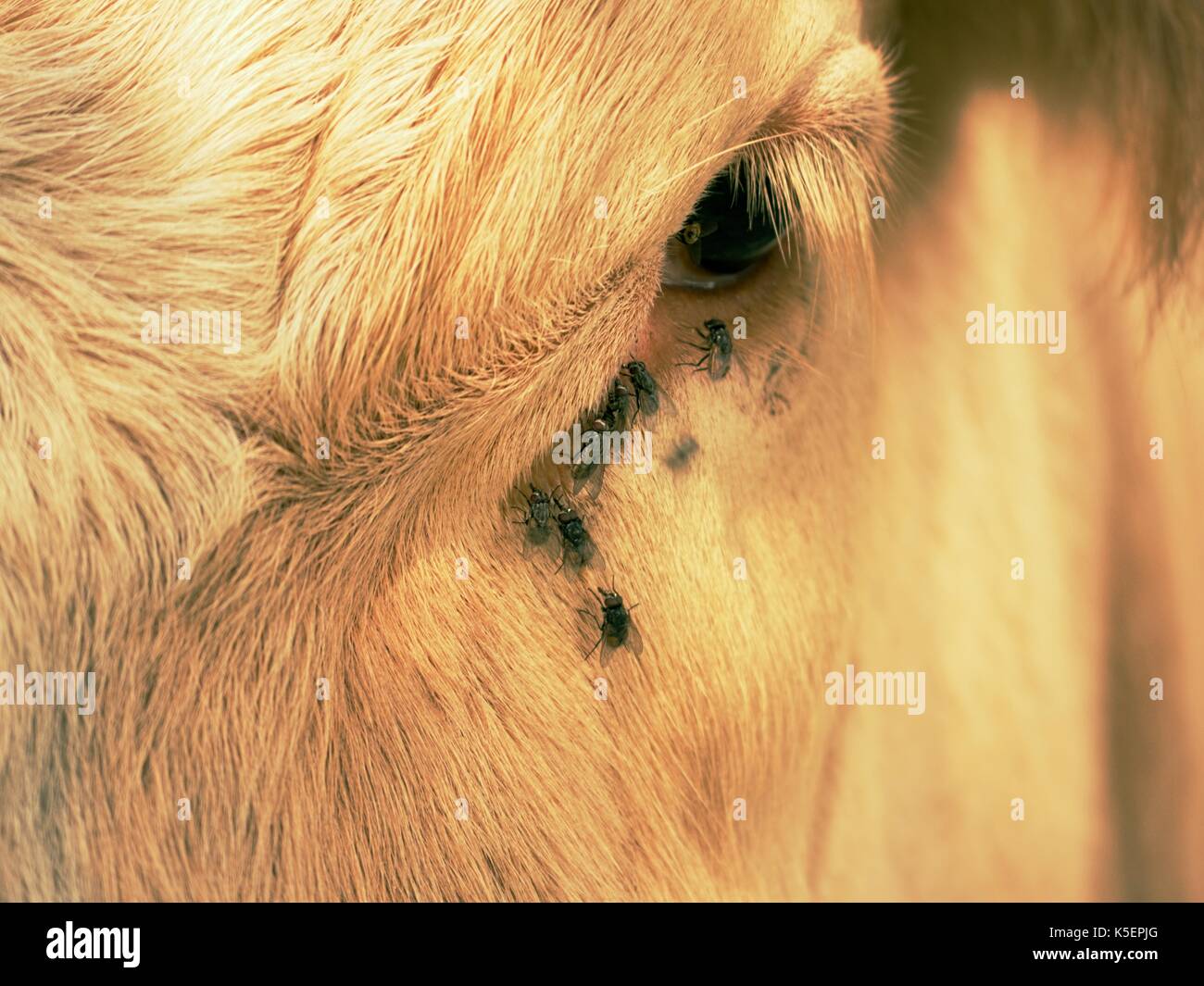 Cow eye disease hi-res stock photography and images - Alamy