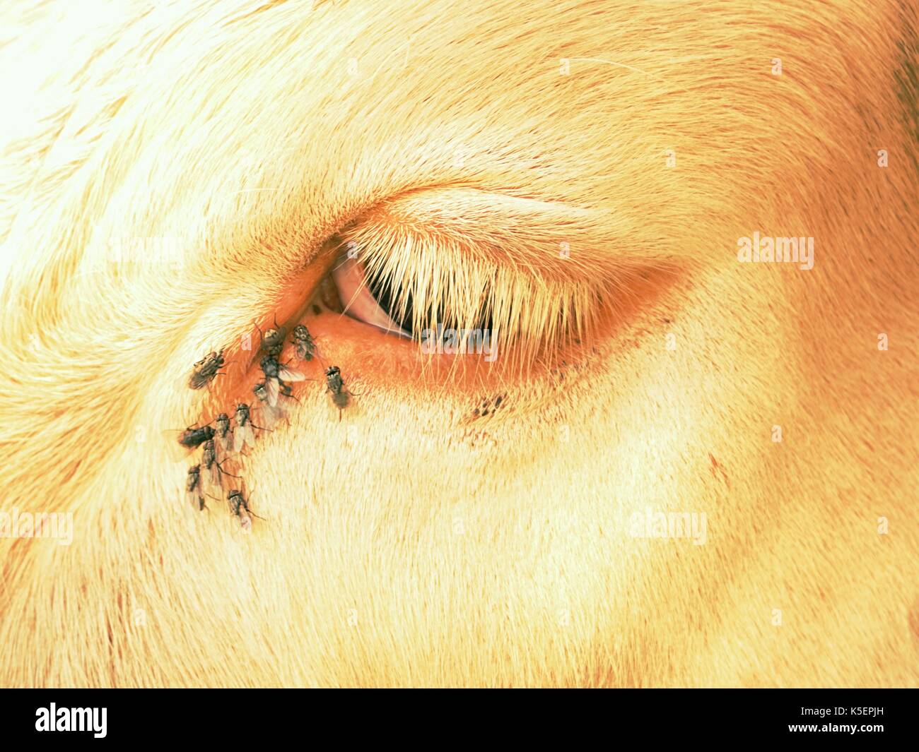 Detail of white cow eye with many annoying flies. Flies sit or run into ...
