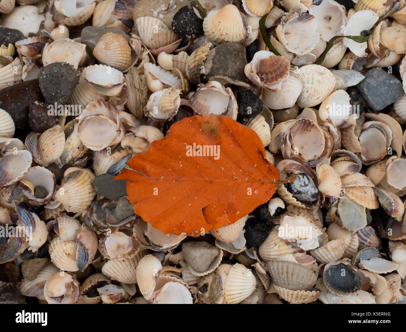 Fallen orange beech leaf on thousands seashells, empty shell on beach ...