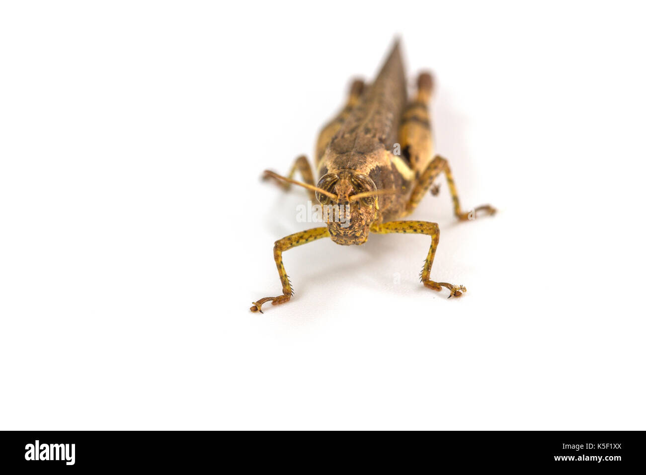 Close up Grasshopper isolated on white background Stock Photo - Alamy