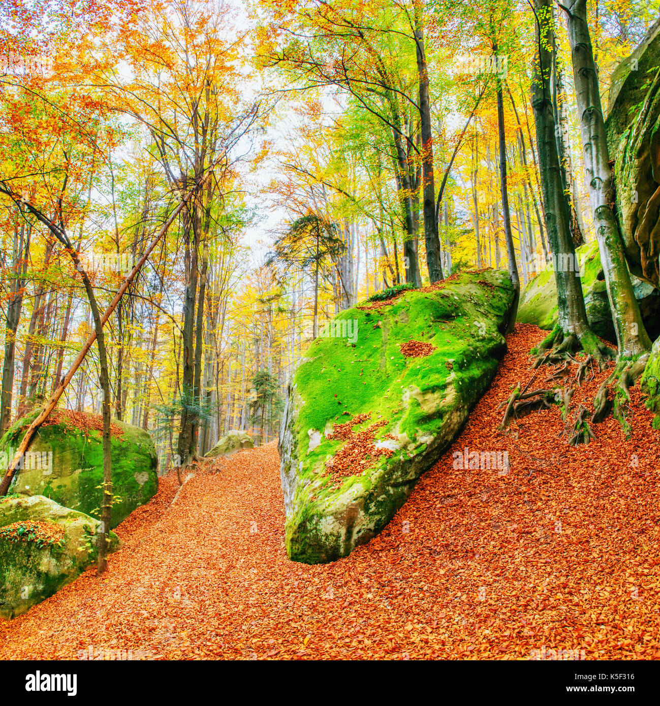 Walking in rocky terrain in the forest. Carpathian, Ukraine Stock Photo ...