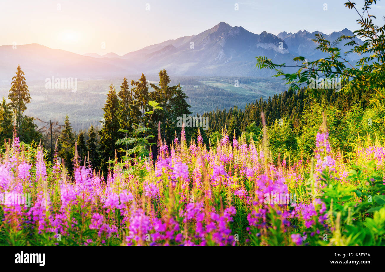 Poland forest spring wild flower hi-res stock photography and images ...