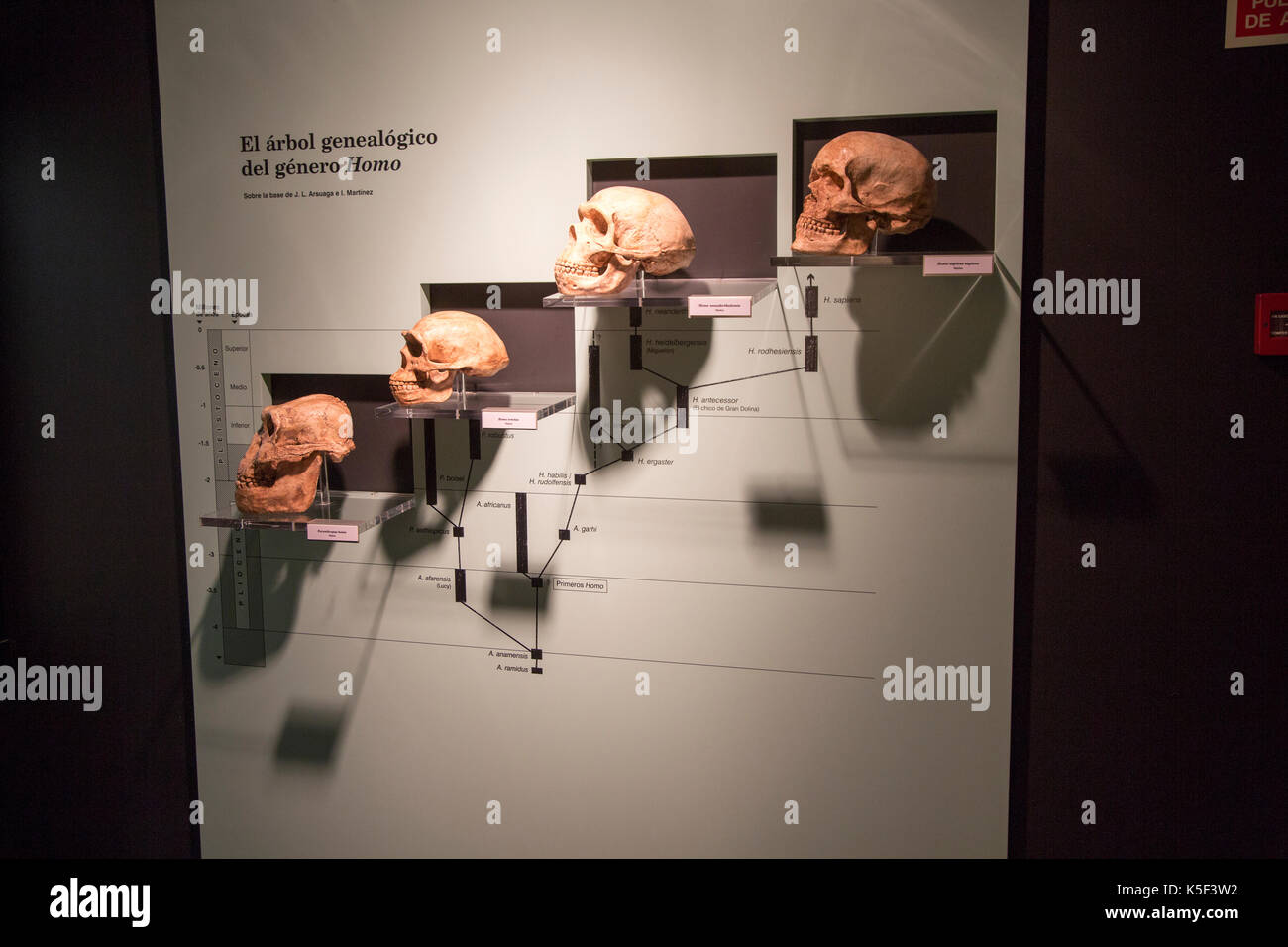 Human skulls evolution hi-res stock photography and images - Alamy