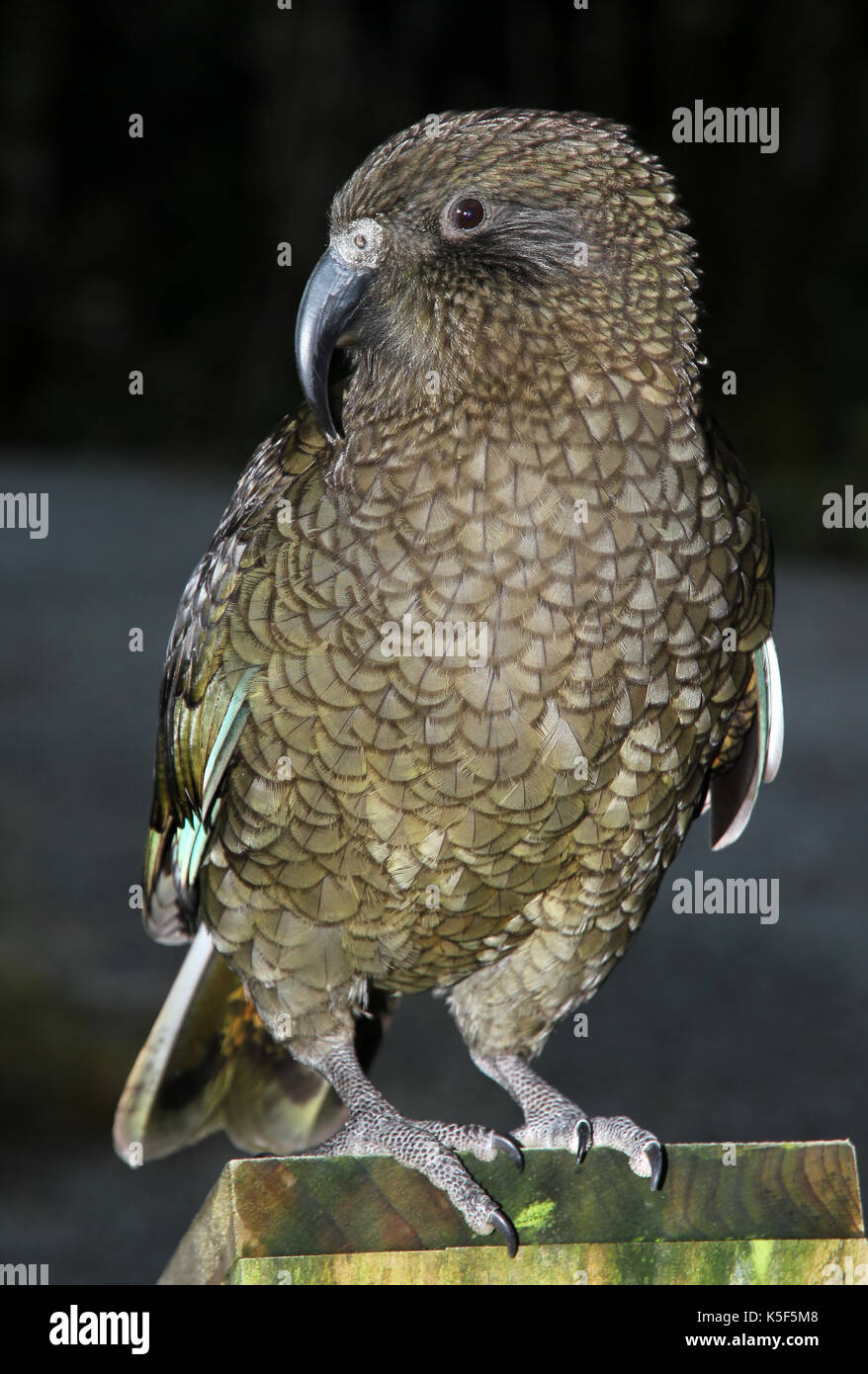 Bird species indigenous hi-res stock photography and images - Alamy