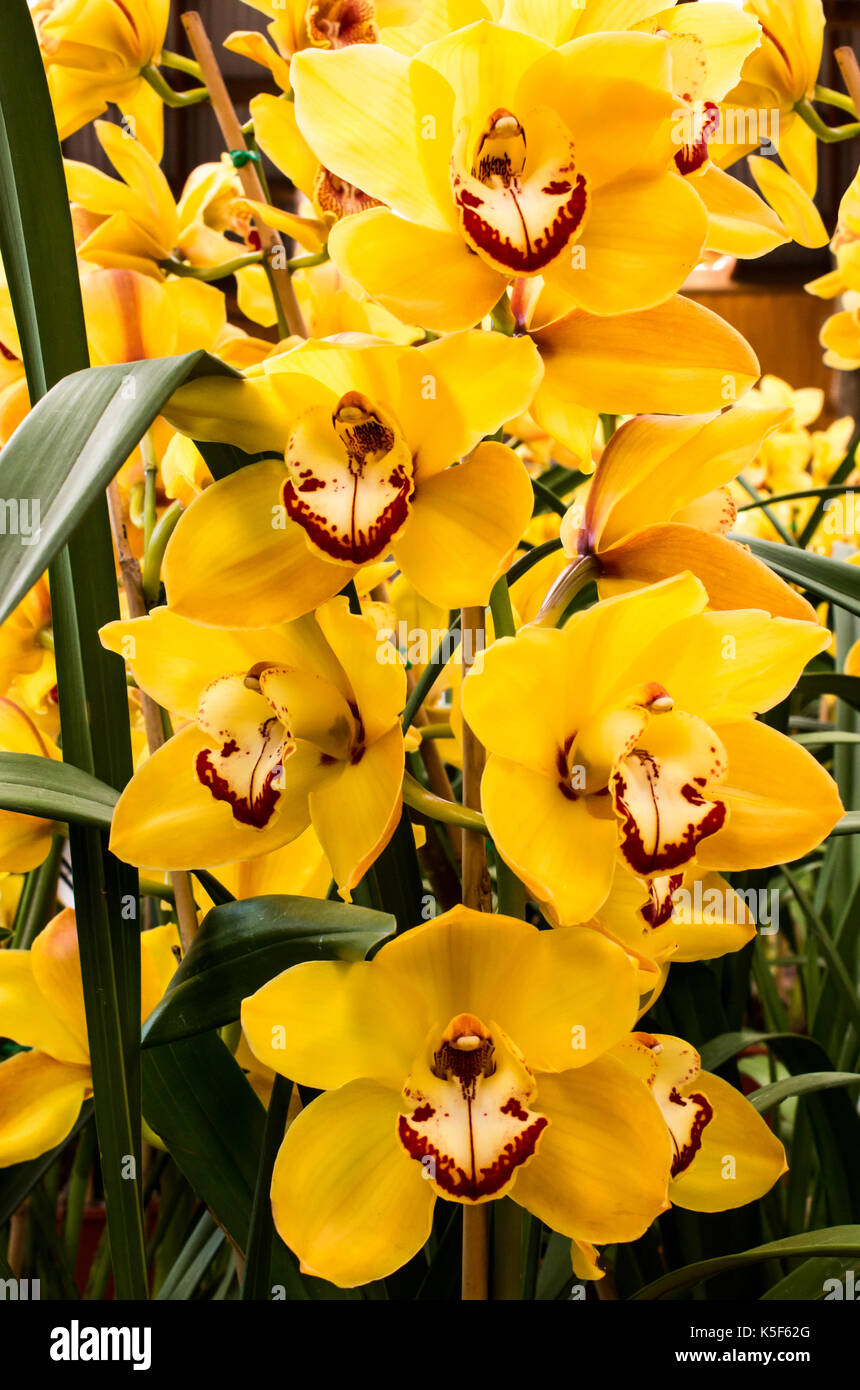 Orchid yellow cymbidium hi-res stock photography and images - Alamy
