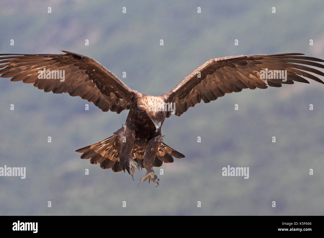 Real imperial eagle hi-res stock photography and images - Alamy