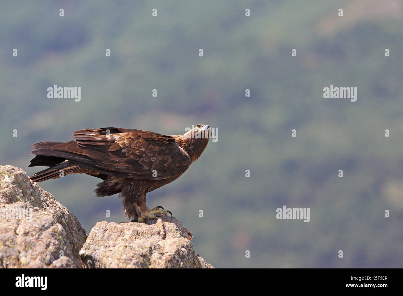 Real imperial eagle hi-res stock photography and images - Alamy