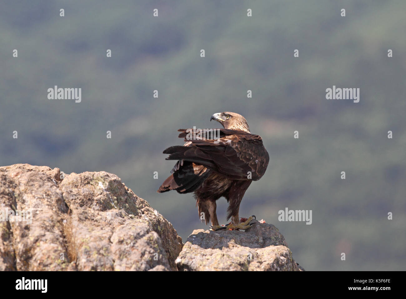 Steppe eagle migration hi-res stock photography and images - Alamy