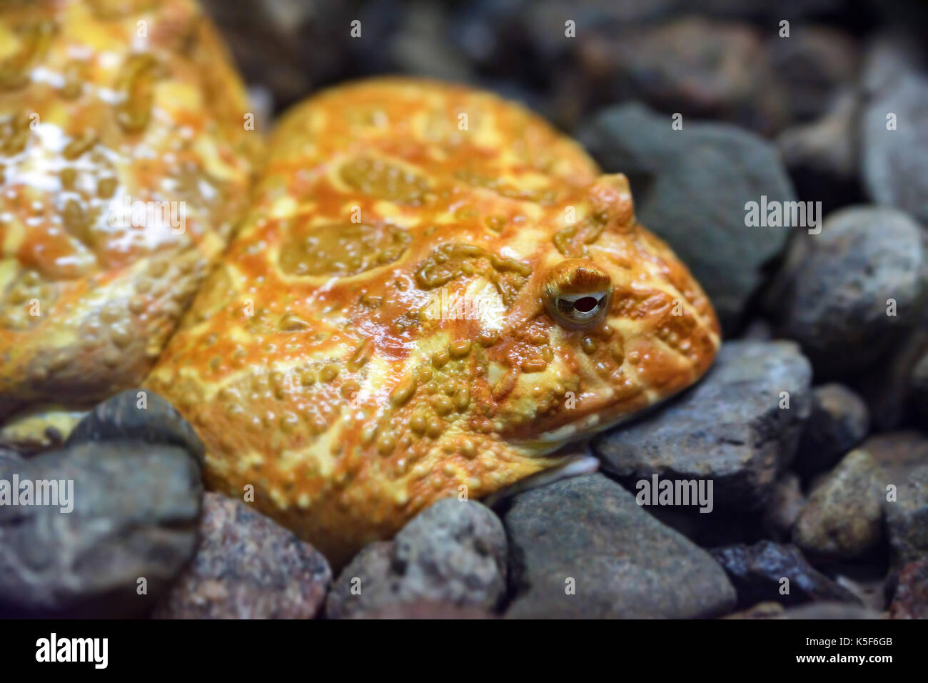 Ornate horned frog skin hi-res stock photography and images - Alamy