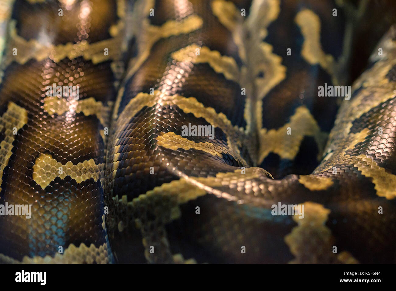 Snake skin pattern hi-res stock photography and images - Alamy