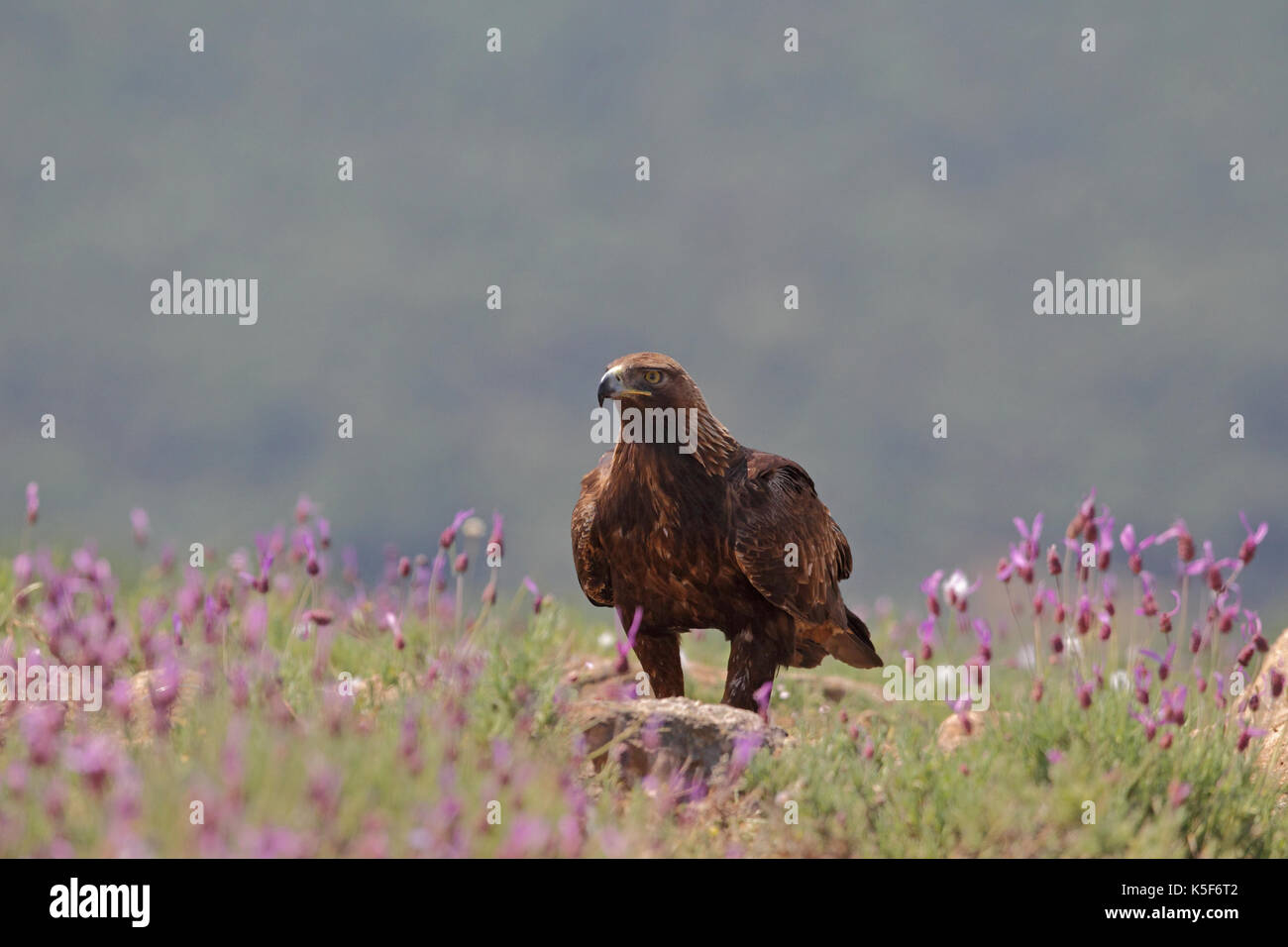 Real imperial eagle hi-res stock photography and images - Alamy