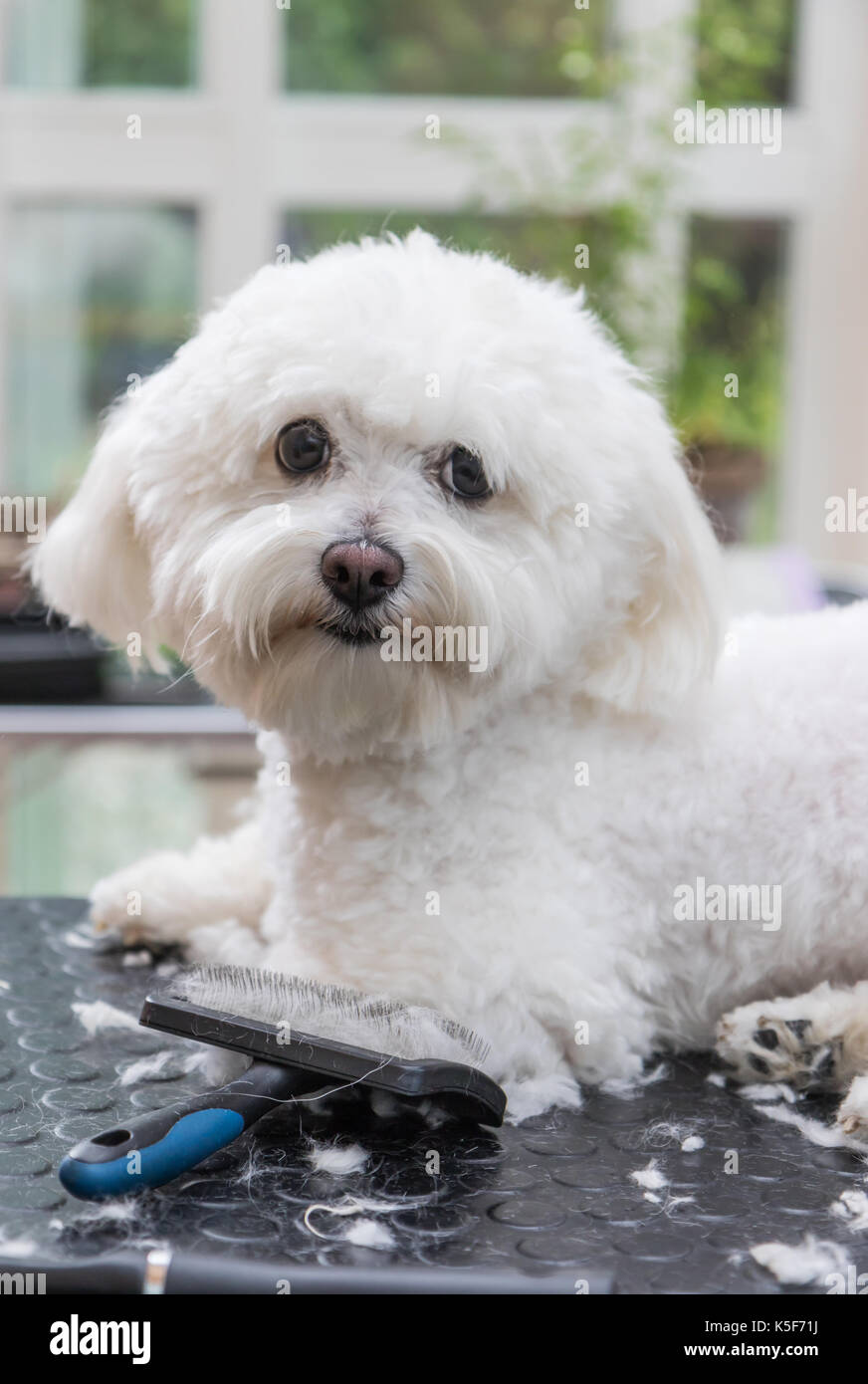 Bichon Frise Panda Cut